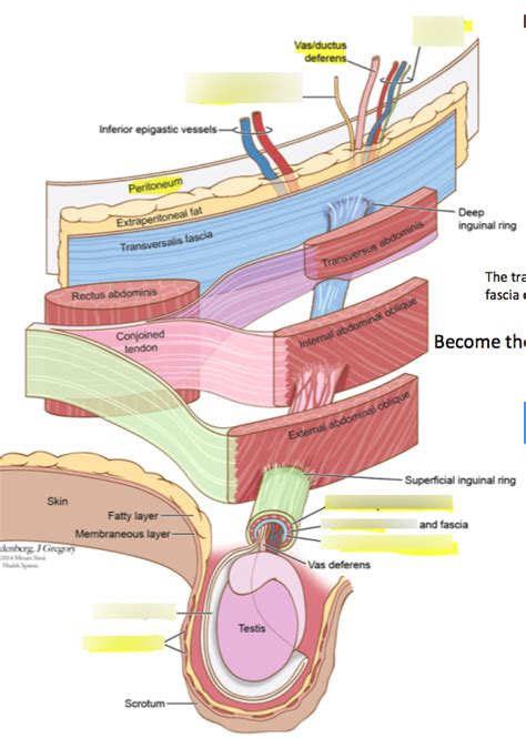 Exam Abdominal Body Lays Of The Spermatic Cord Diagram Quizlet