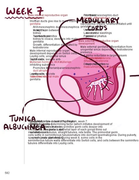 Puberty And Tanner Staging Osmosis