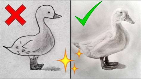 Cómo dibujar un Pato realista Dibujos de patos How to Draw a Duck
