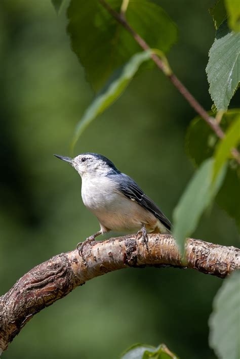 Hintergrund Vogel Vogelkunde Kostenloses Foto Auf Pixabay Pixabay