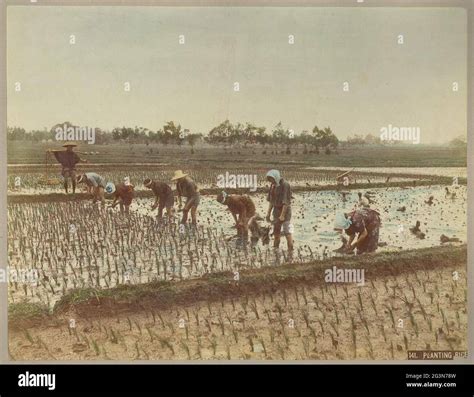 Vintage Kusakabe Kimbei Photograph From Old Japan Planting Rice Stock