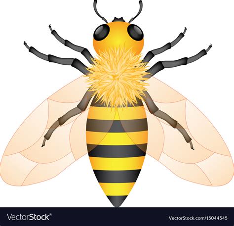 Honey Bee Royalty Free Vector Image Vectorstock
