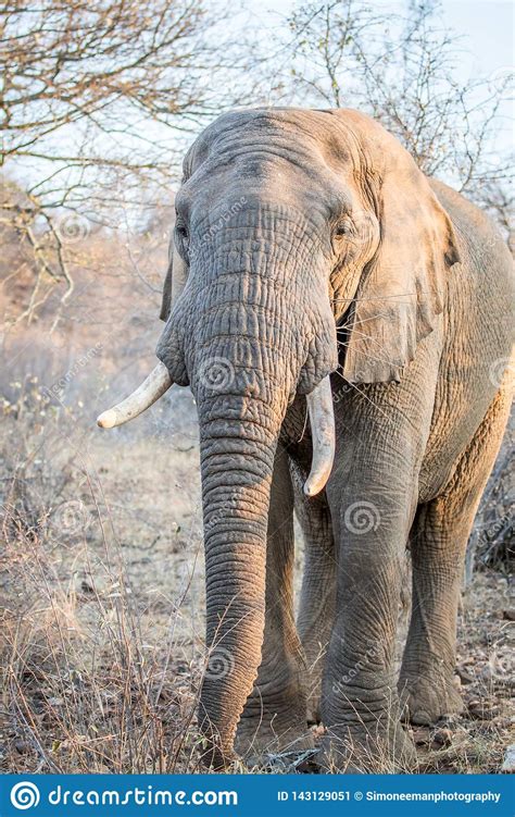 Elephant Standing In The Bush Stock Image Image Of Loxodonta Ivory