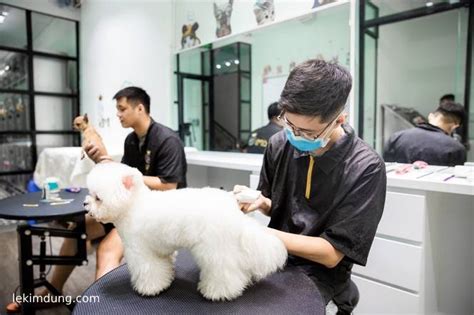 Nghề chăm sóc thú cưng Xu hướng kiếm bội tiền thời hiện đại