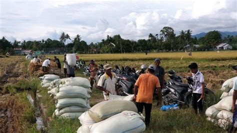 Panen Di Abdya Tak Serentak Harga Gabah Sempat Meningkat Sekarang