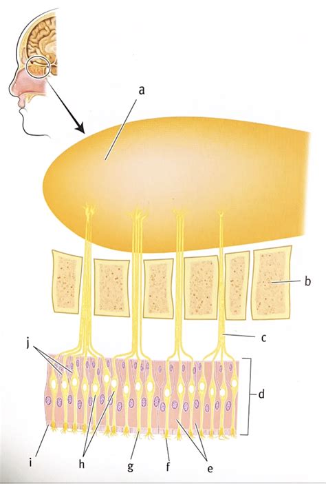 Olfactory Epithelium Diagram Quizlet