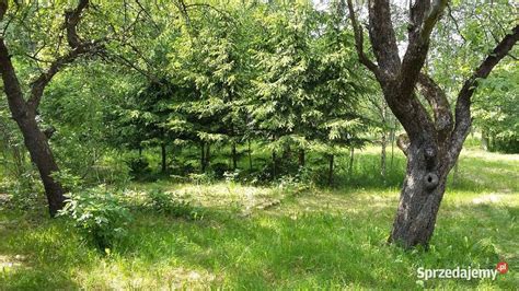 Sprzedam Siedlisko Dzia K Rekreacyjn Po O On Na Podlasiu Hajn Wka