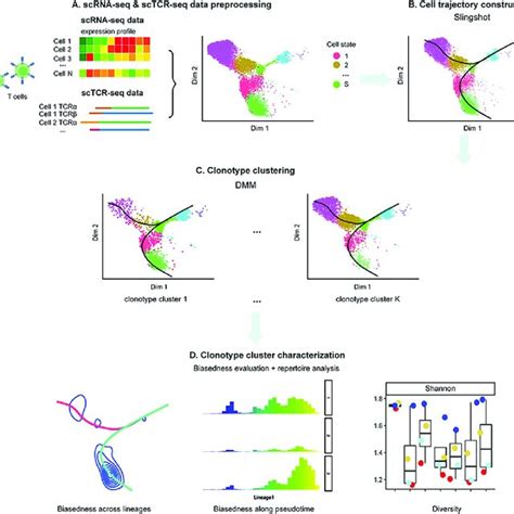 the framework of lrt a the preprocessed scrna seq and sctcr seq data download scientific