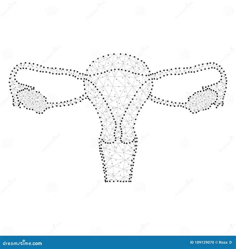 Beautiful Cervix Basic Reproductive Anatomy