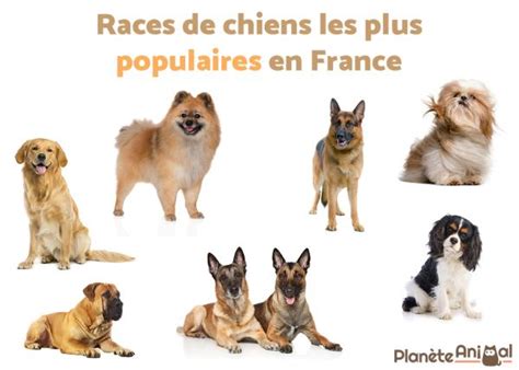 Races De Chiens Les Plus Populaires En France TOP 30
