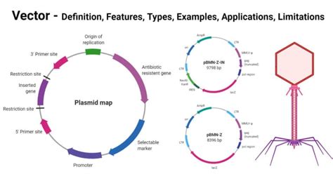 vector features types examples uses diagram
