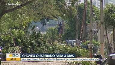 Bom Dia GO Mais de 50 árvores caíram durante o temporal de domingo em