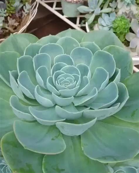 Suculentas Ideias E Dicas De Como Cuidar E Montar O Seu Jardim Artofit