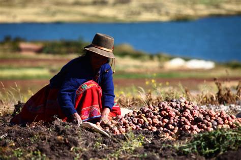 INEI Crece en 6 la producción nacional de papa