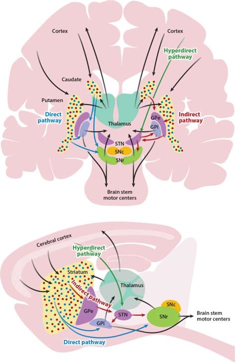Reassessing Models Of Basal Ganglia Function And Dysfunction