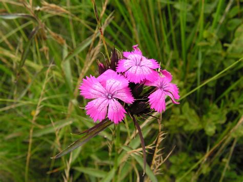 Natureza Plantar Flor Foto Gratuita No Pixabay Pixabay