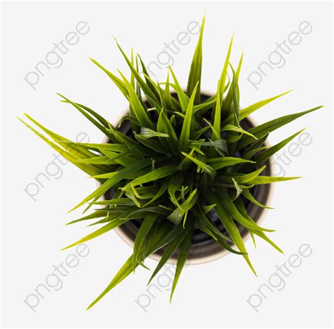 Plantas Con Macetas Png Macetas Decoradas