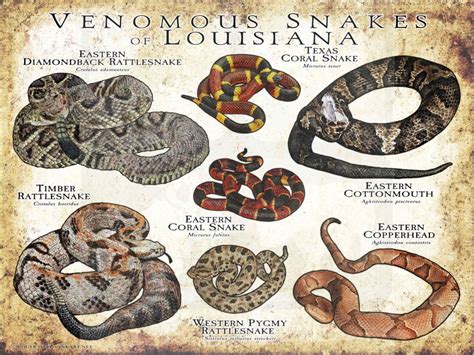 Venomous Snakes Of Georgia Poster Print