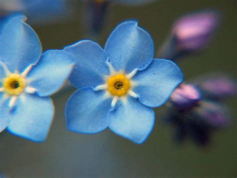 Nomeolvides Cuidados Para Una Flor Poco Exigente Consumer