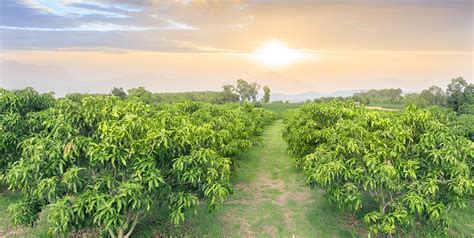 Mango Farmland Mango Farmland For Sale M S Holidaysfarm