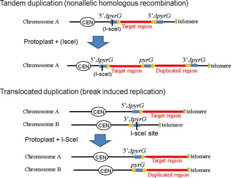 Chromosomale Duplikation