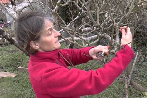 Quand et comment tailler son pommier en hiver Tuto étape par étape
