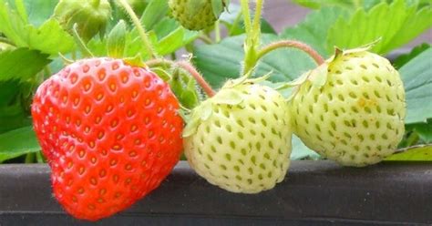 Como Plantar Morango Confira O Passo A Passo De Como Cultivar