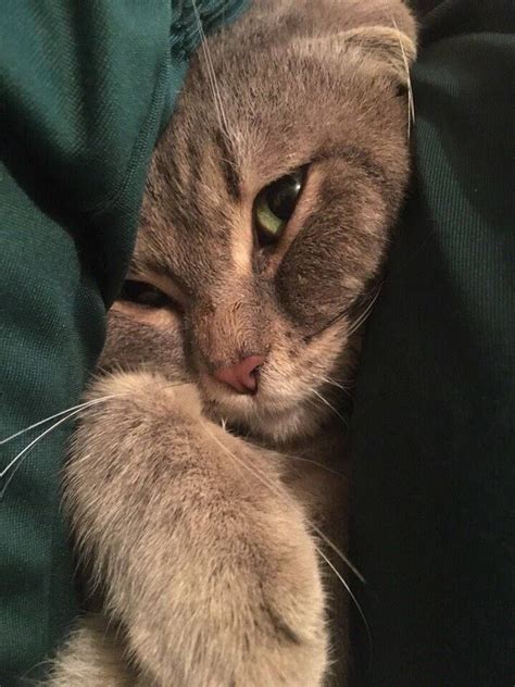 FF On Twitter RT Cat Auras