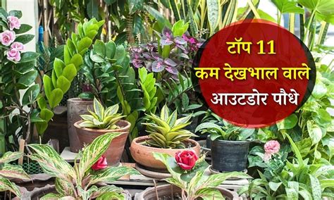कम दखभल वल टप 11 आउटडर पलटस Low Maintenance Outdoor Plants