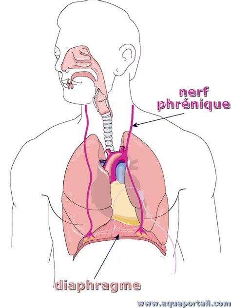 Diaphragme définition et explications AquaPortail