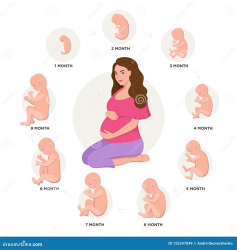 Etapas Del Embarazo Ilustracin Del Vector Imagen 53920557