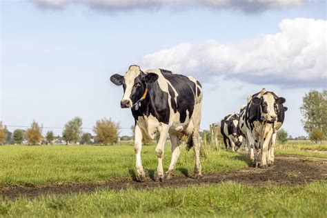 De qué se trata la enfermedad de las vacas locas estos son los síntomas