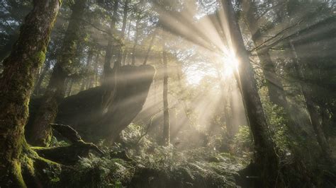 Sunbeam HD Wallpaper