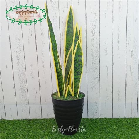 Jual Pohon Hias Daun Lidah Mertua X10 Latex Artificial Pot Tawon Pirus