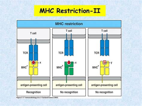 Ppt T Cell Receptor Tcr And Mhc Complexes Antigen Presentation Powerpoint Presentation Id
