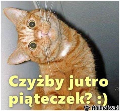 Zdjęcia śmiesznych Psów I Kotów