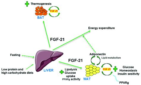 Description Of The Peripheral Actions Elicited By Fgf Fgf Is A