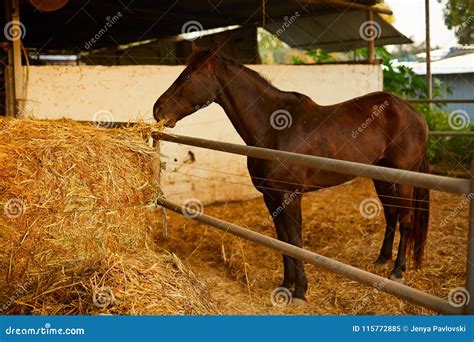 Cavalo De Brown Que Come O Feno No Estábulo Do Cavalo Imagem de Stock