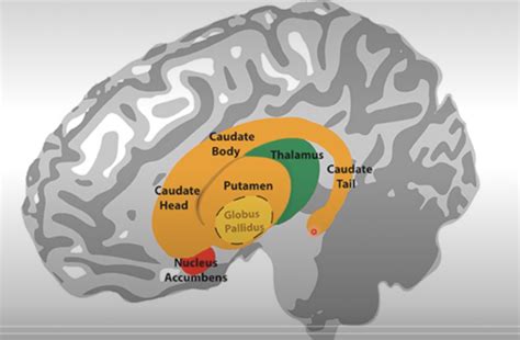 Neuro 12 Systems In The NS Motor III The Basal Ganglia And Motor