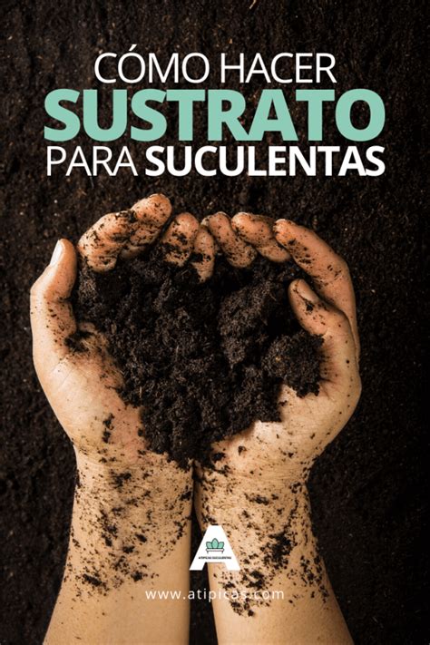 Cómo hacer sustrato para suculentas Atípicas Suculentas Suculentas