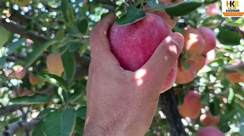 A Visit To My Apple Orchard In Kashmir YouTube