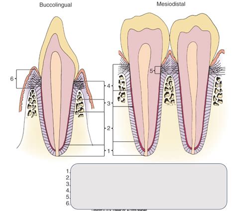 Chapter 11 Periodontium Periodontal Ligament Diagram Quizlet