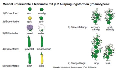 Klassische Genetik Karteikarten Quizlet