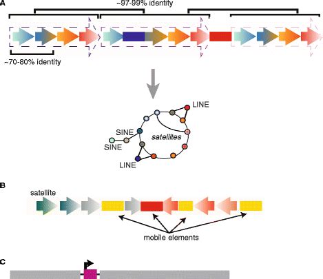 A Top The Structure Of A Centromere Following Homogenization Of A