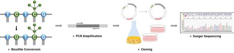 a principle of bisulfite pcr sequencing method for the determination porn sex picture