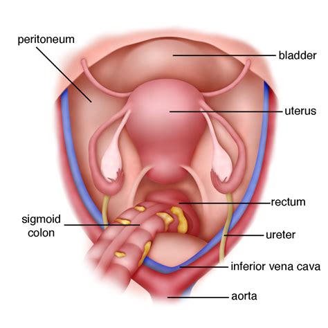 Chapter 1 Normal Female Anatomy Melaka Fertility
