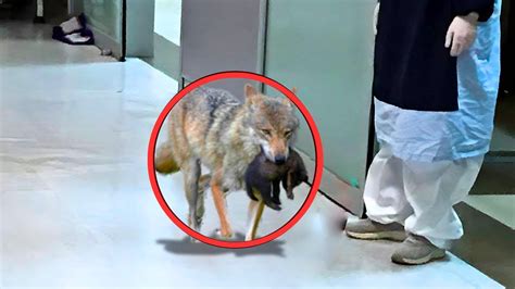 Wolf Suddenly Breaks Into Hospital Nurse Bursts Into Tears When She