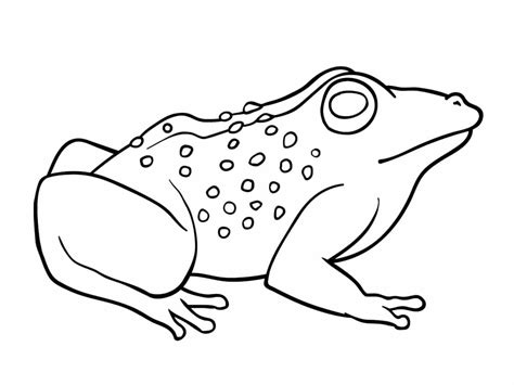 Coloriages Crapaud