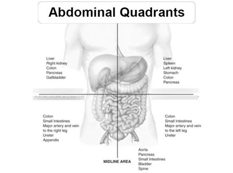 Pancreas Location Quadrant
