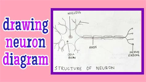 How To Draw The Structure Of Neuron Easy Trick Youtube